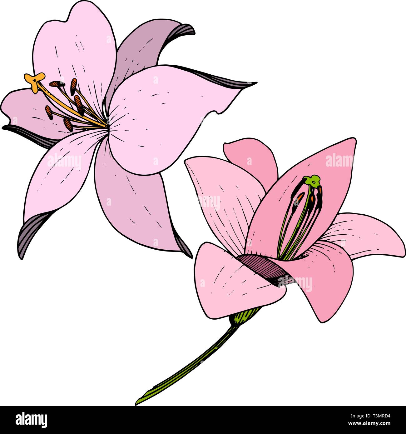 Vector Pink Lily floral botanical flower. Engraved ink art on white ...