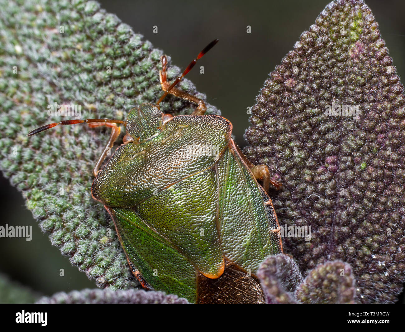 Green shield bug england isolated hi-res stock photography and images ...