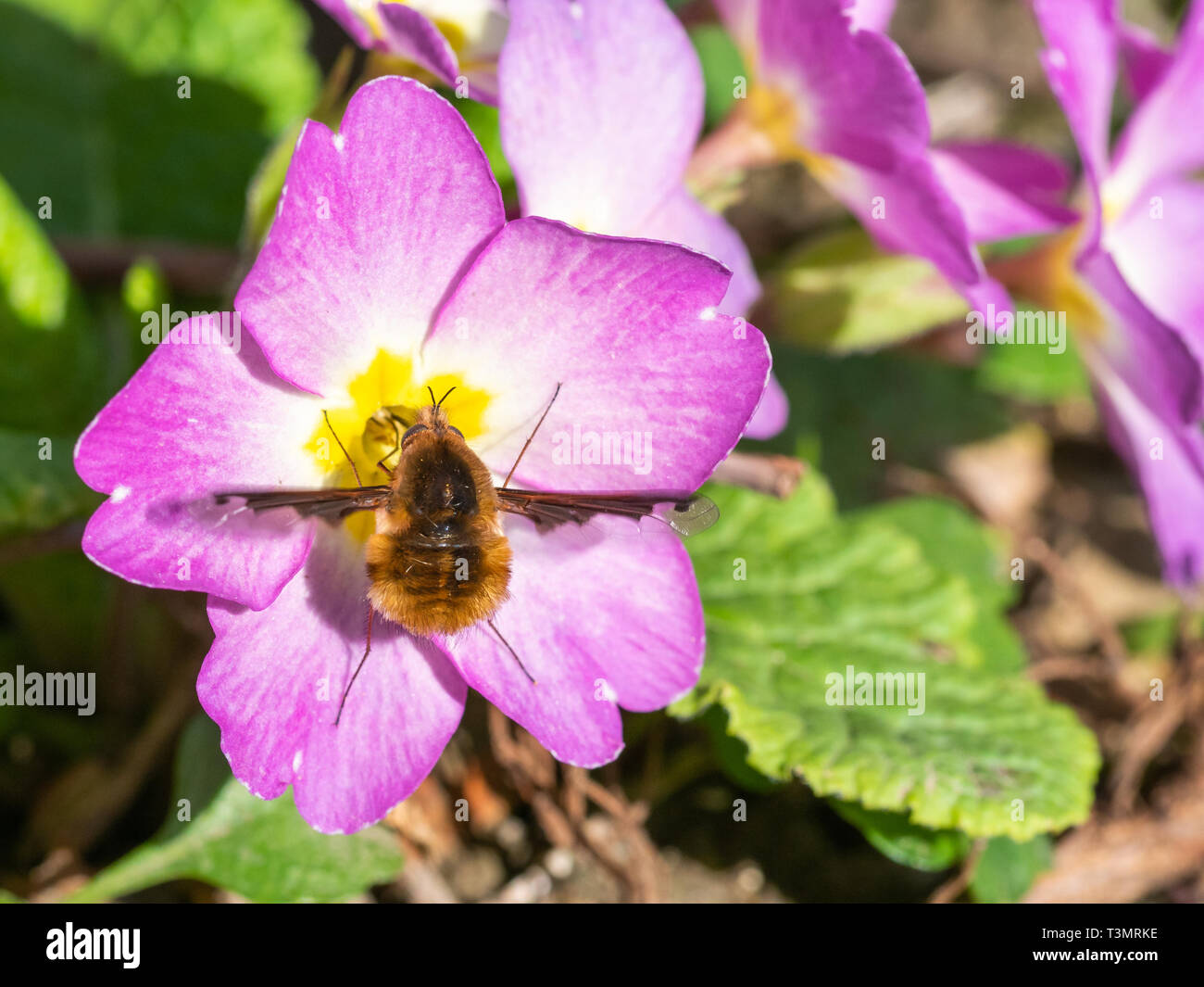 Primrose primula hairy primrose primula hi-res stock photography and ...