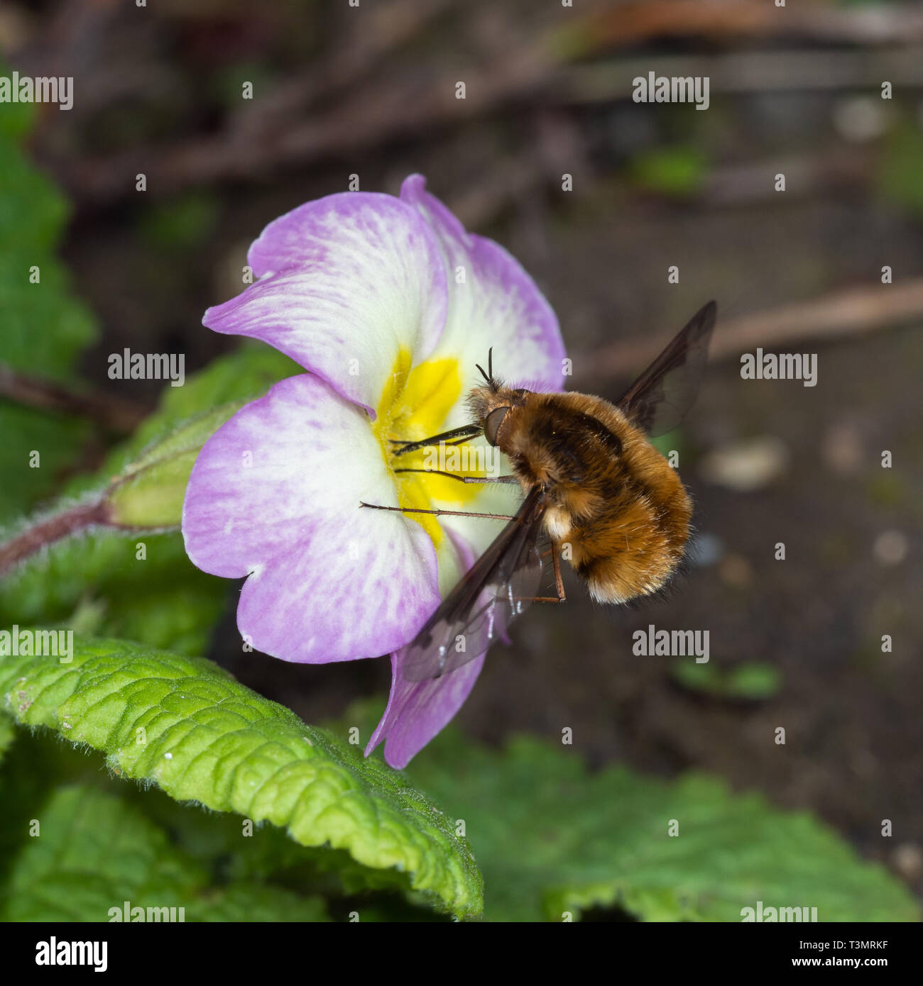 Bee Fly on a Primrose, Bombylius major Stock Photo - Alamy