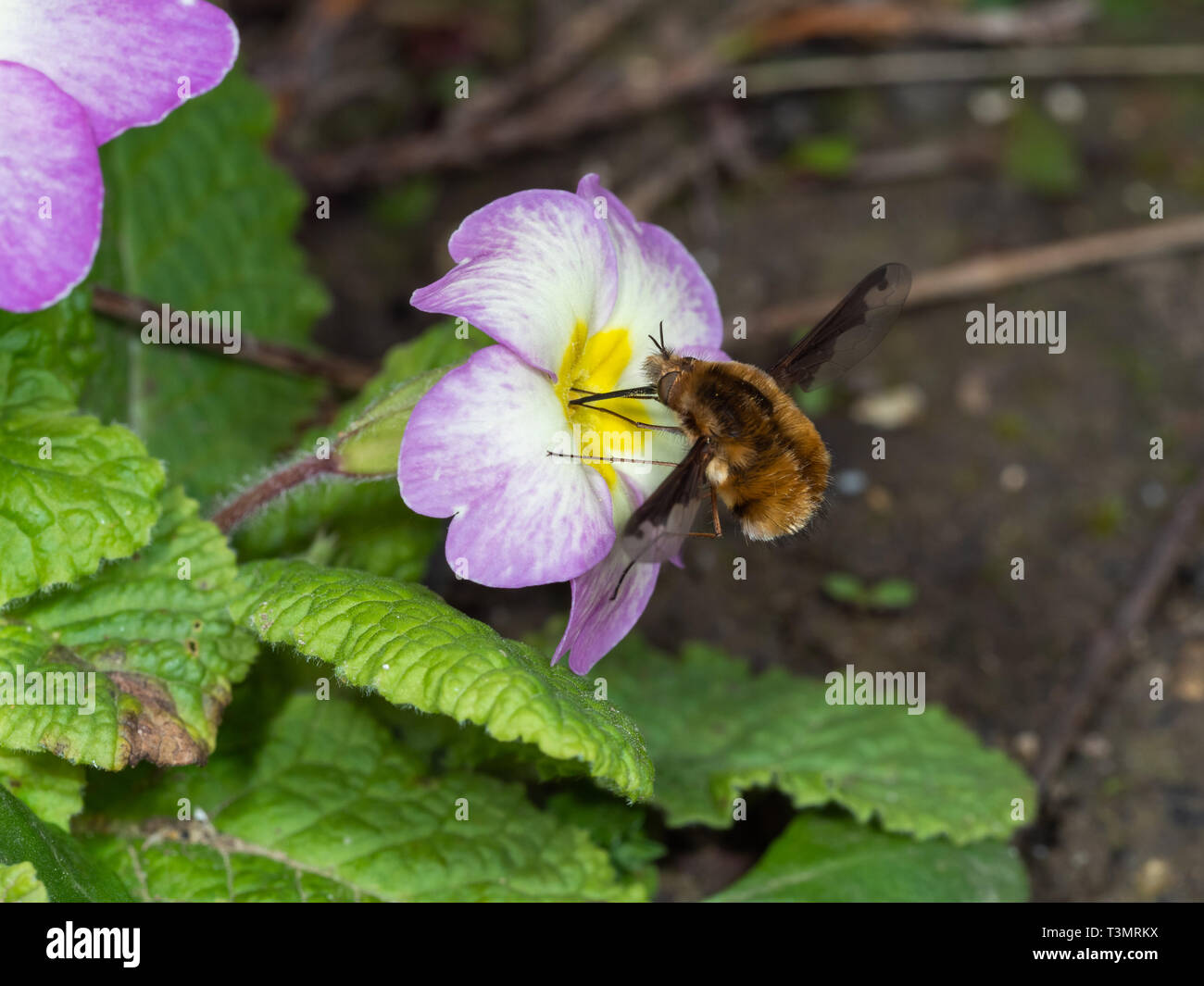 Bee Fly on a Primrose, Bombylius major Stock Photo - Alamy