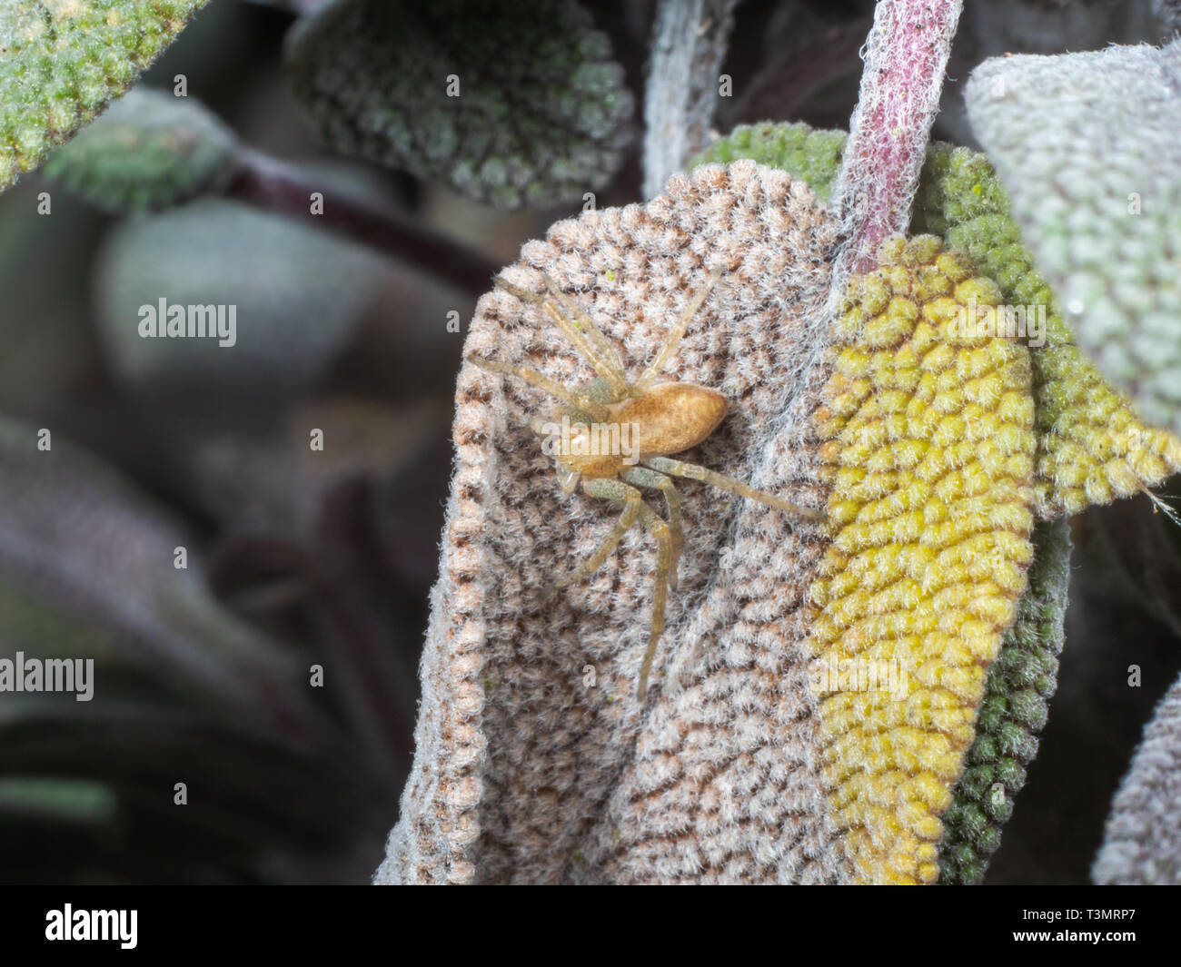 Sage salvia sp hi-res stock photography and images - Alamy