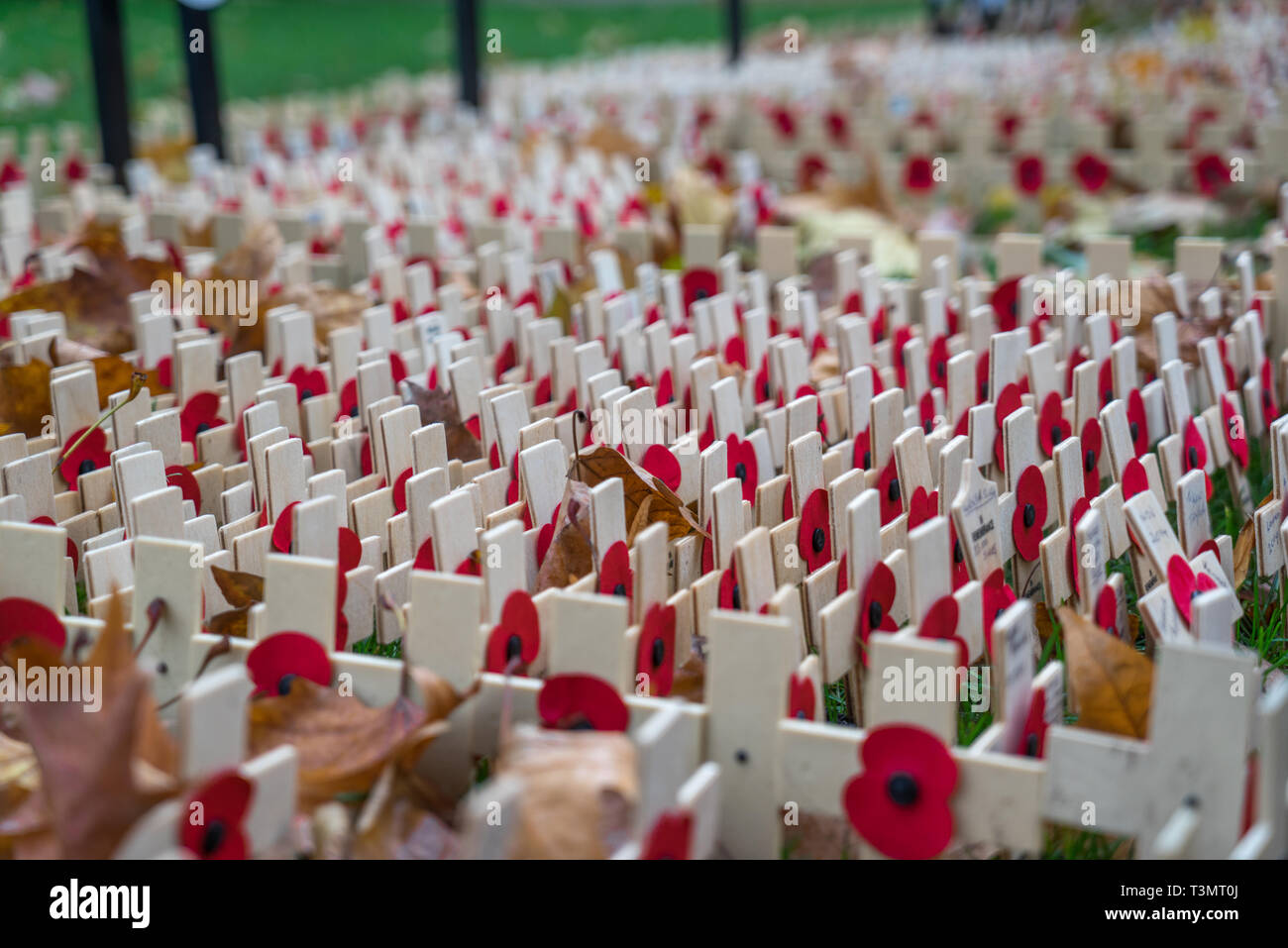 Poppy remembrance day hi-res stock photography and images - Alamy