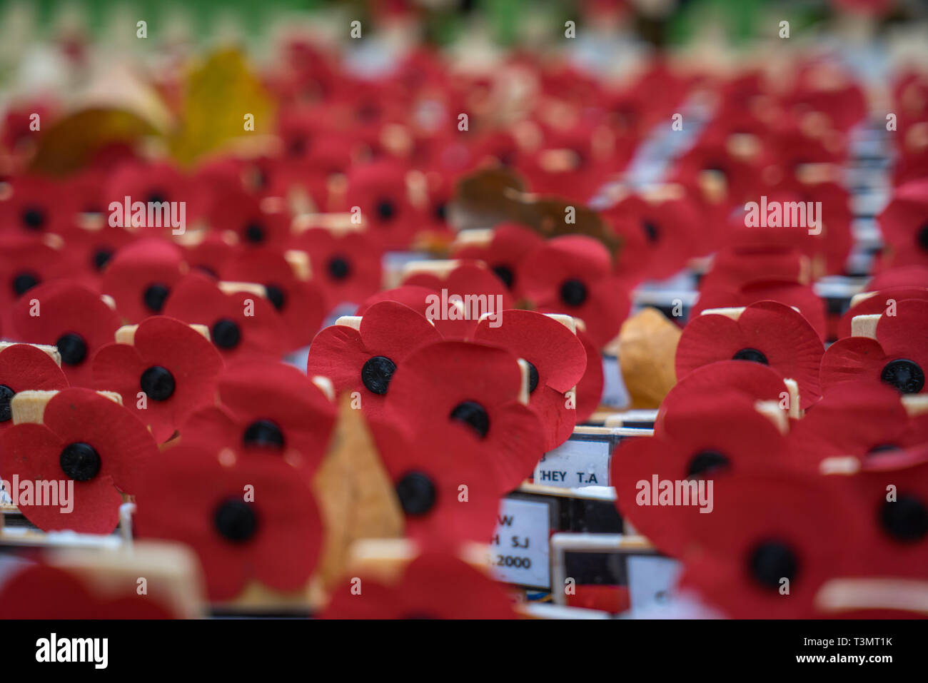 Poppys world war hi-res stock photography and images - Alamy