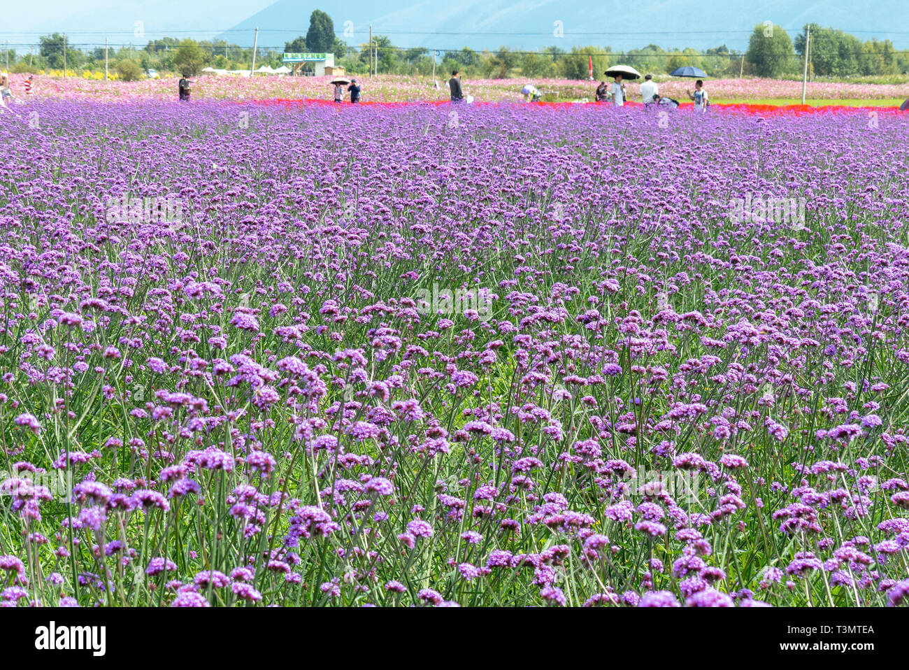 A field of lavender colored flowers in Dali, Yunnan, China Stock Photo ...