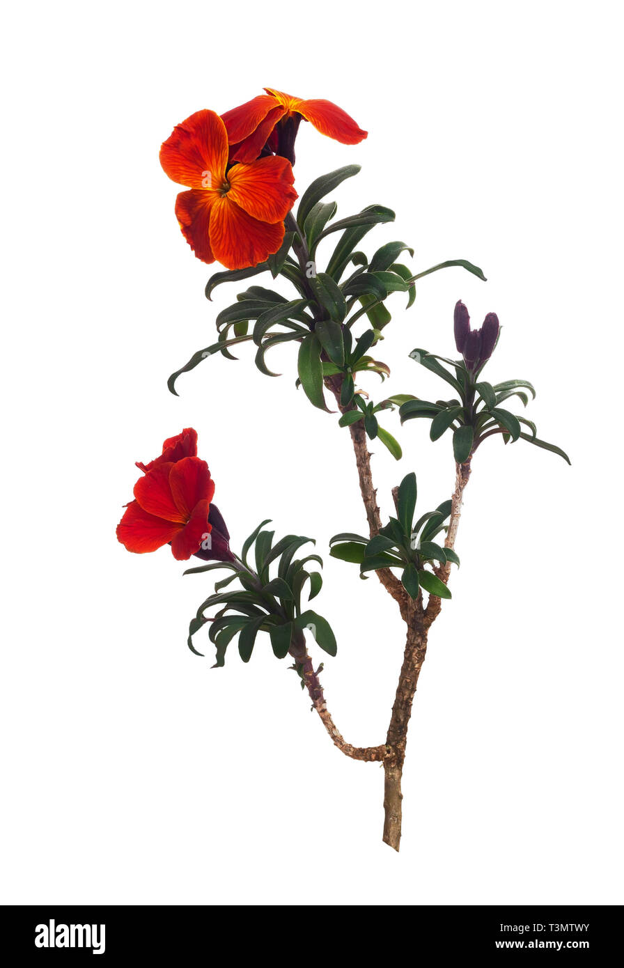 Deep rust orange Cut Out Stock Images & Pictures - Alamy