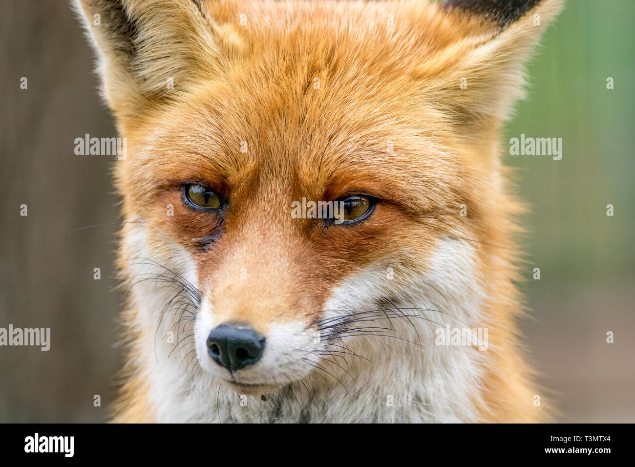 Red fox animal image hi-res stock photography and images - Alamy