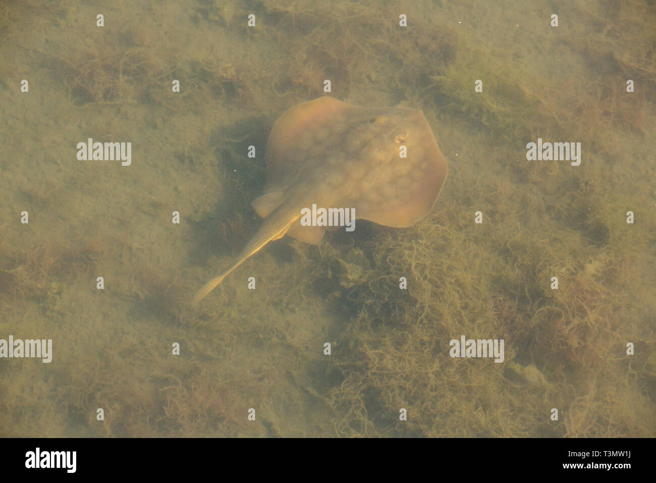Small stingray swims in a shallow channel at a nature preserve Stock ...