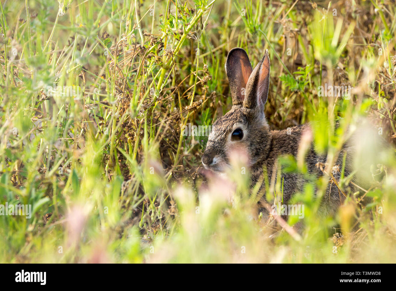 Young rabbit hides in tall grass while eating dinner Stock Photo - Alamy