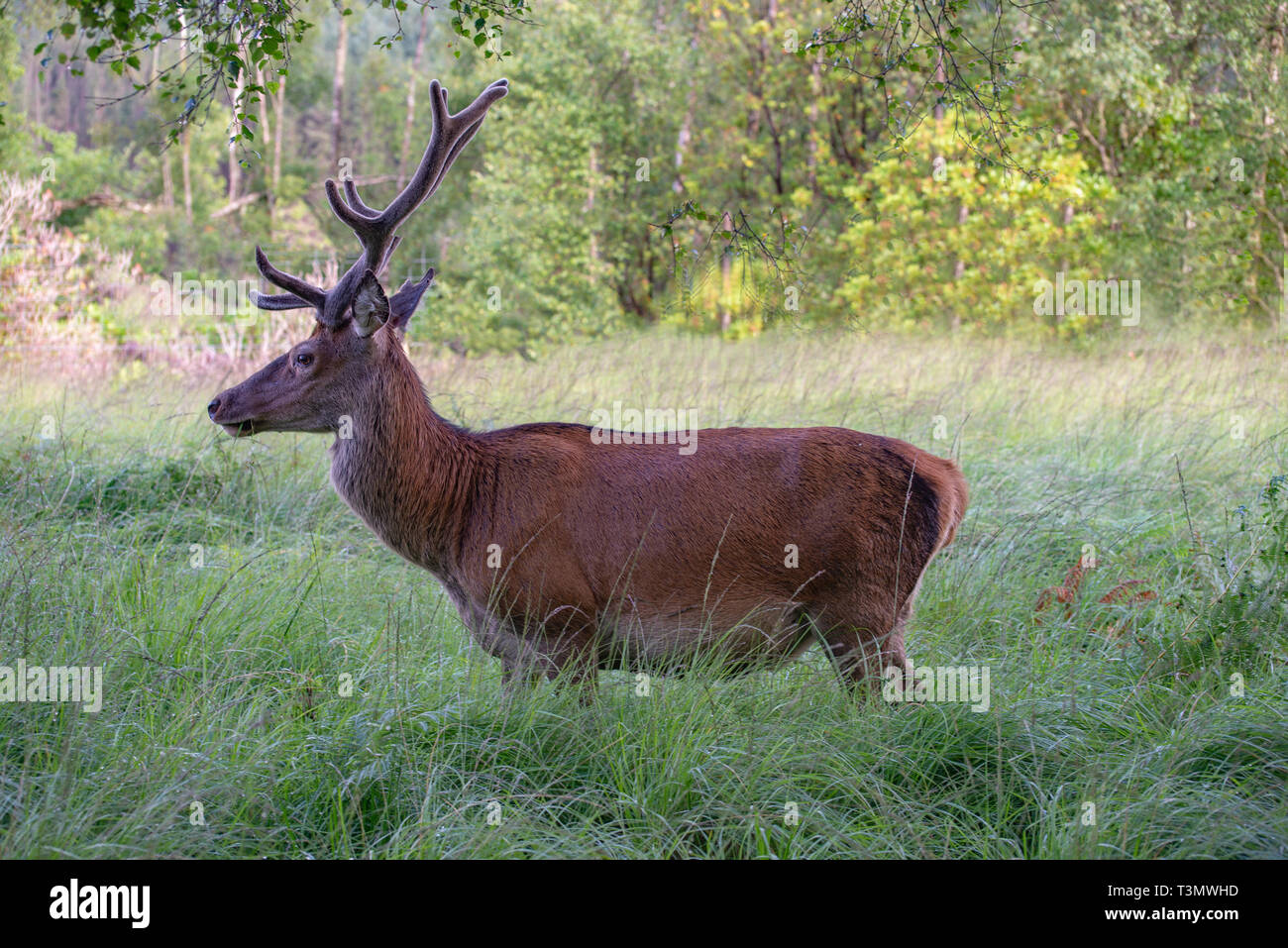 Young animals nibble hi-res stock photography and images - Alamy