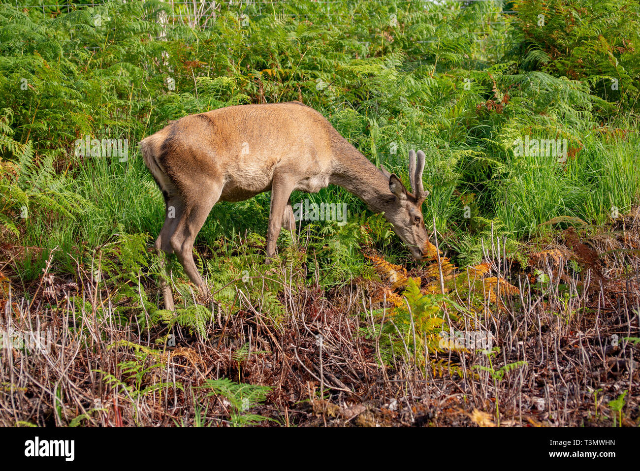 Young animals nibble hi-res stock photography and images - Alamy