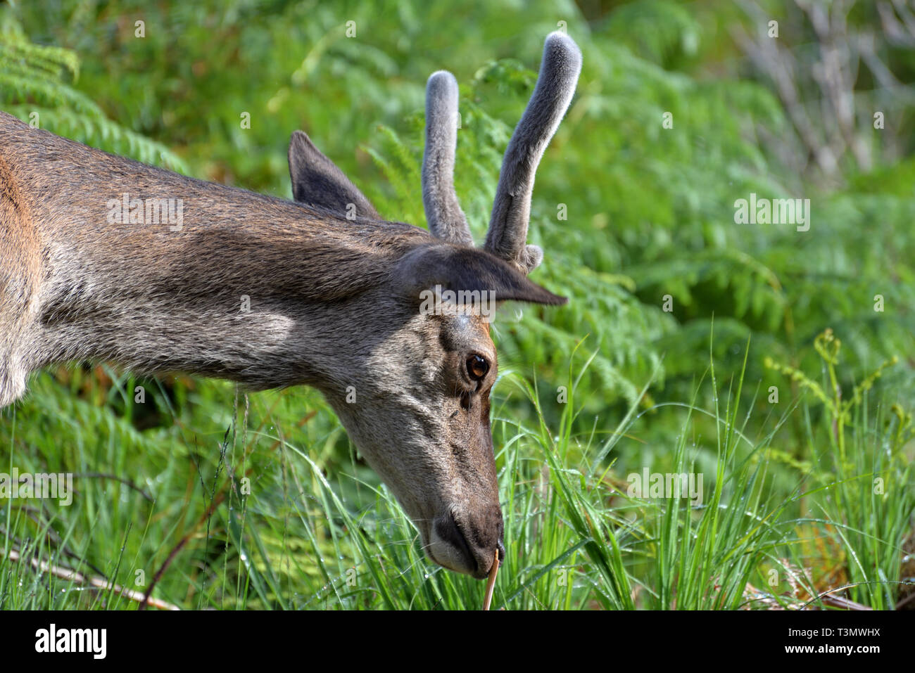 Young animals nibble hi-res stock photography and images - Alamy
