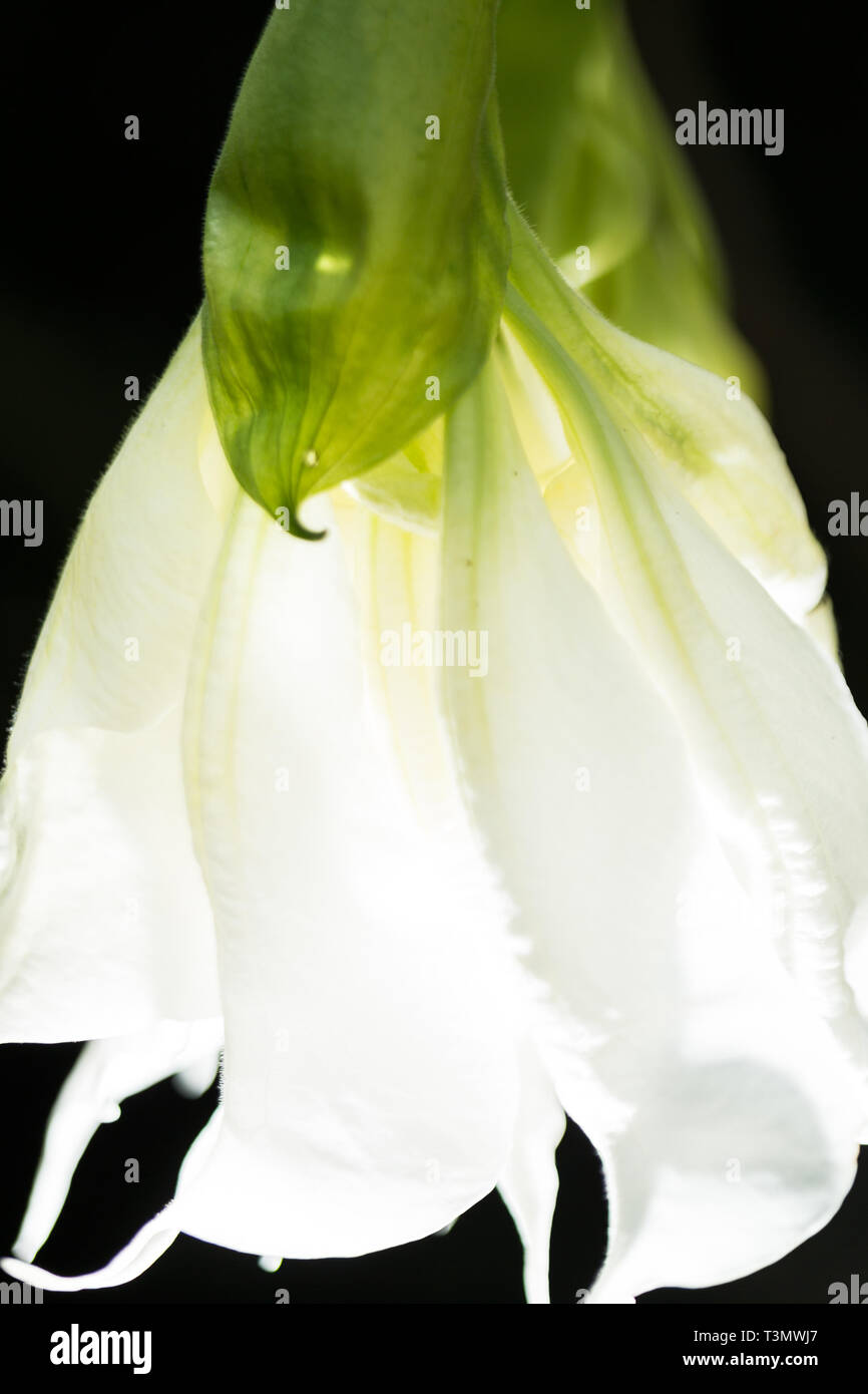 Brightly lit white hanging flower blossom with a black background Stock ...