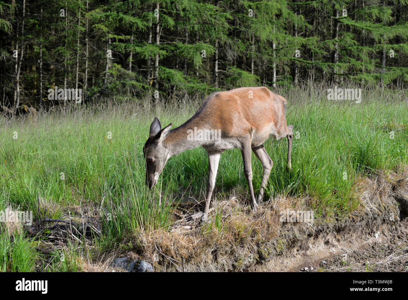 Highlands animals hi-res stock photography and images - Alamy