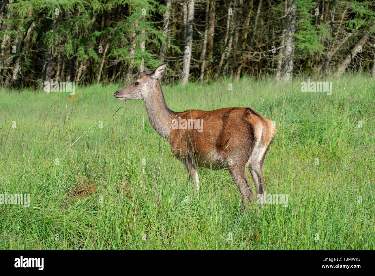 Young animals nibble hi-res stock photography and images - Alamy