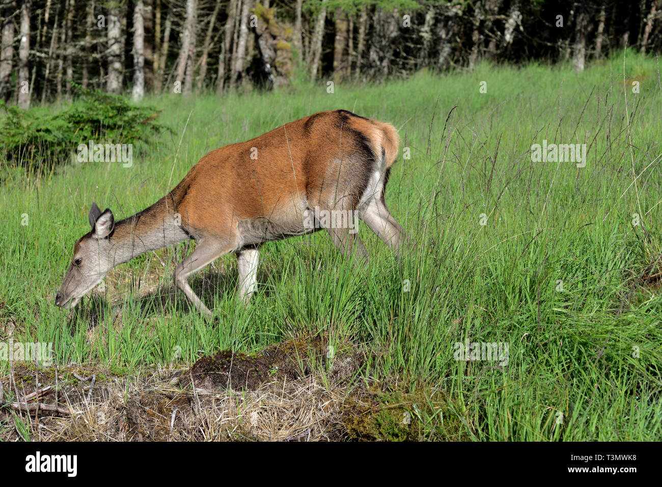 Young animals nibble hi-res stock photography and images - Alamy