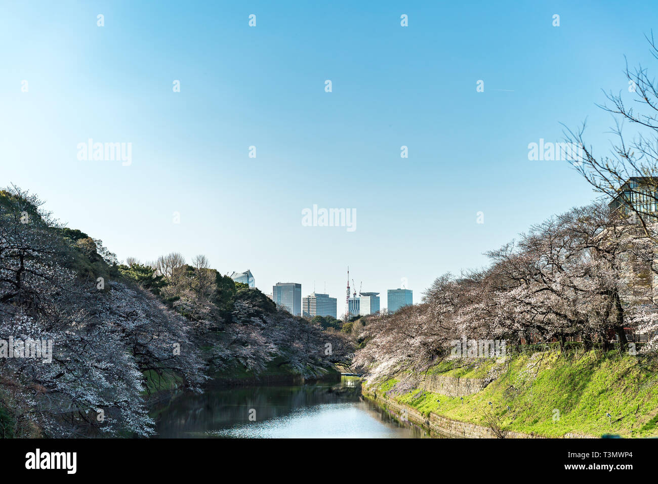 cherry blossom at chidori ga fuchi, tokyo, japan Stock Photo - Alamy