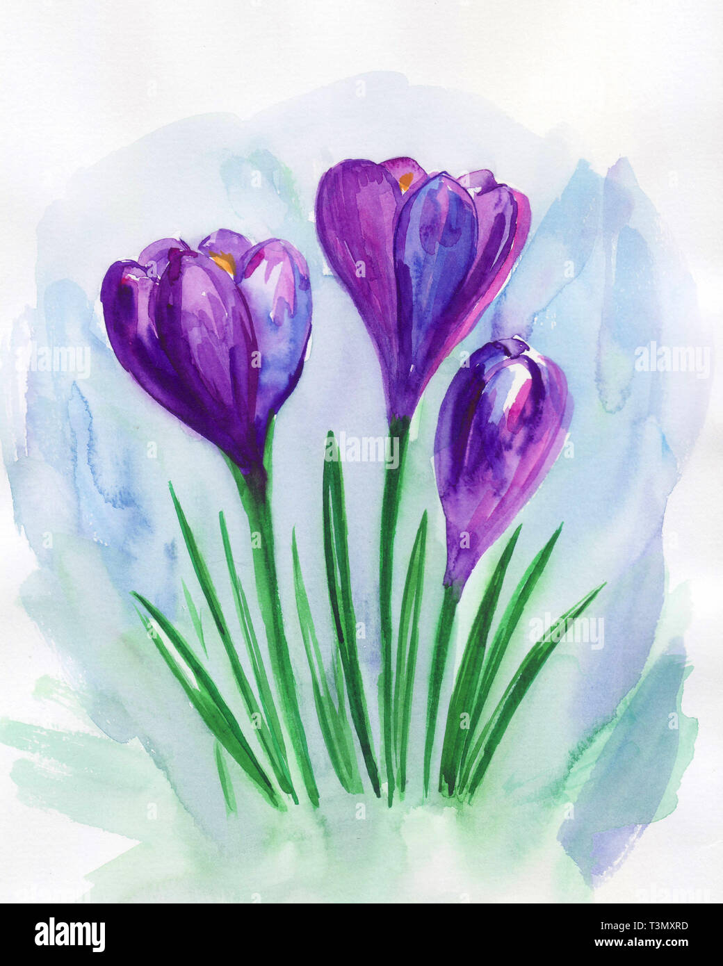 Watercolor crocus hi-res stock photography and images - Alamy
