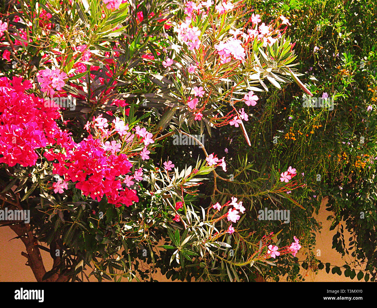 Close-up of a profusion of flowering shrubs, including Nerium oleander ...