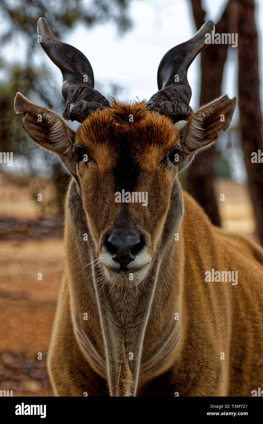 Pictures Antelope High Resolution Stock Photography and Images - Alamy