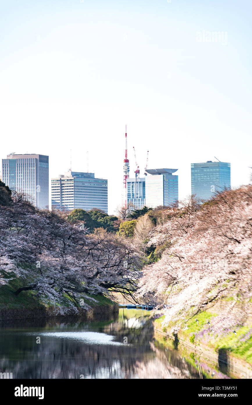 cherry blossom at chidori ga fuchi, tokyo, japan Stock Photo - Alamy