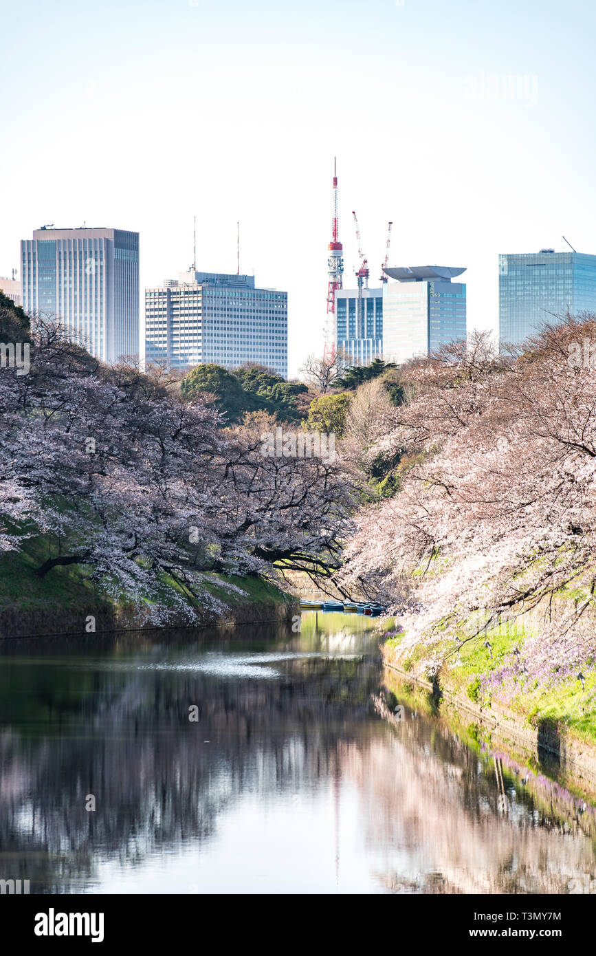 cherry blossom at chidori ga fuchi, tokyo, japan Stock Photo - Alamy