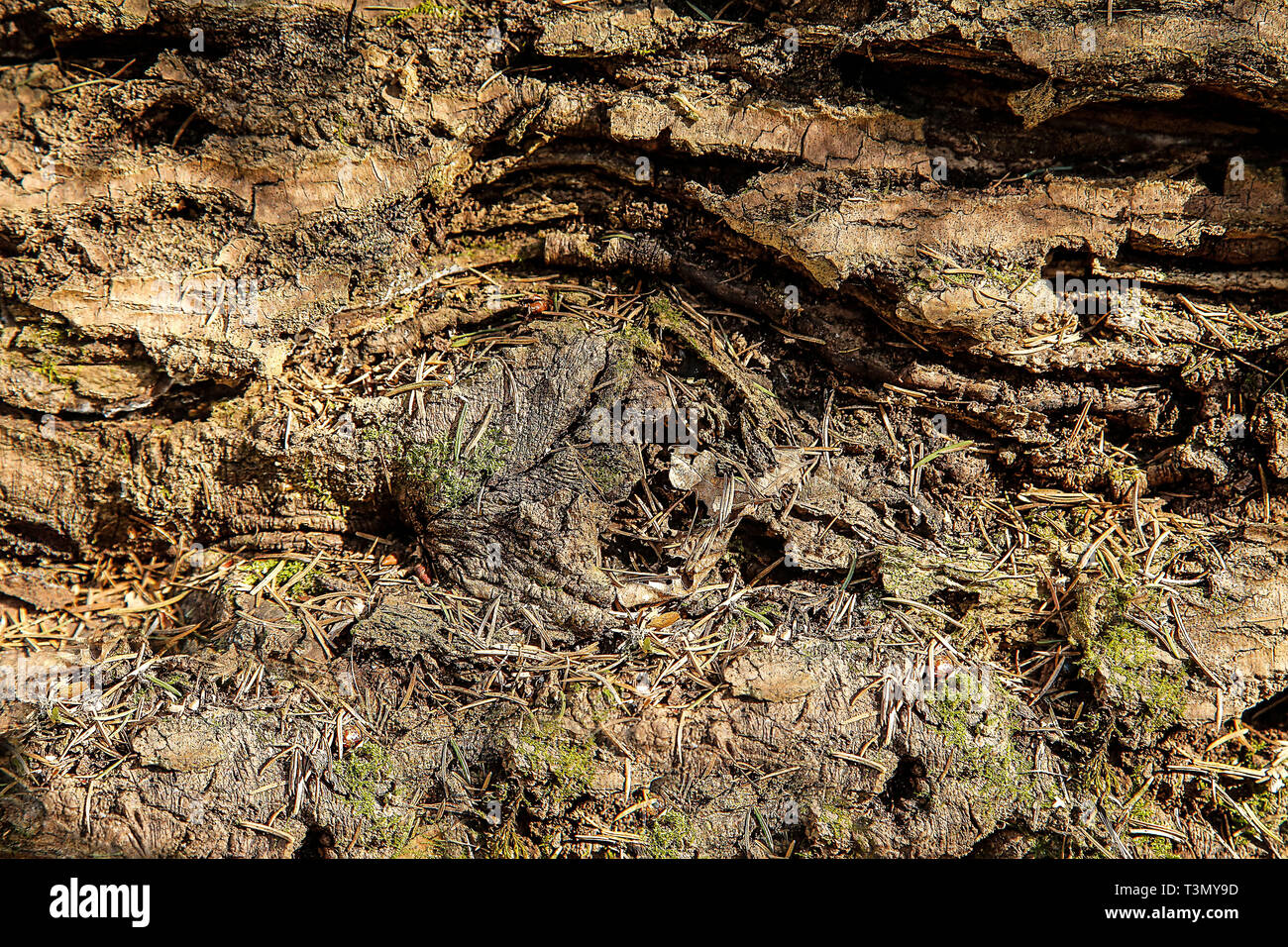 The trunk of an old fallen tree with a rough textured shape.Texture ...