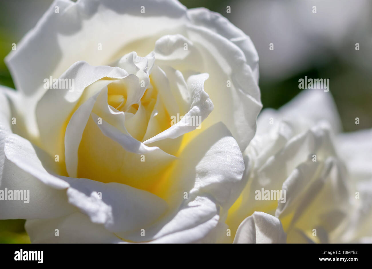 White rose petals close up Stock Photo - Alamy