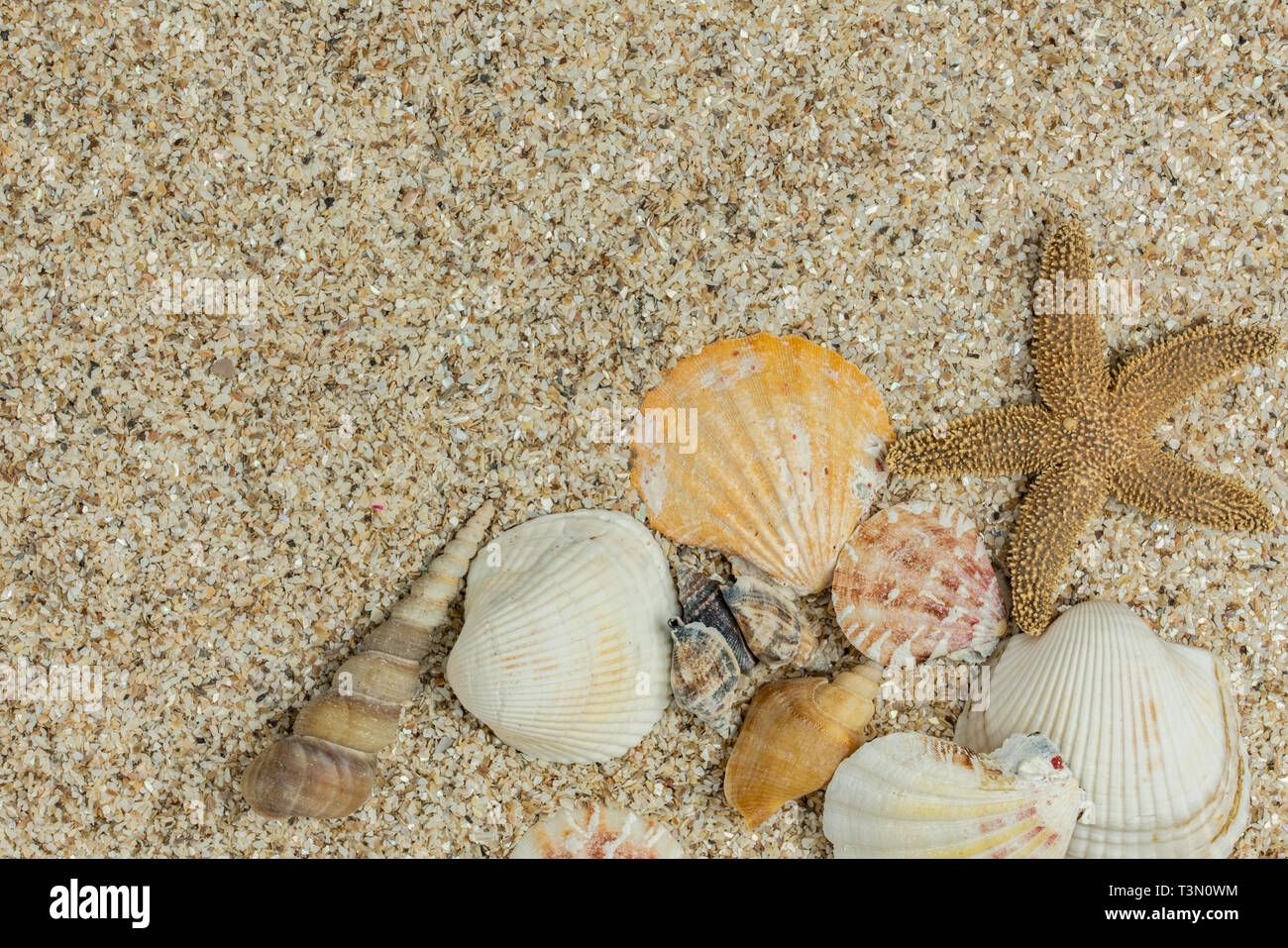beach scene background with starfish and assorted seashells on sand ...
