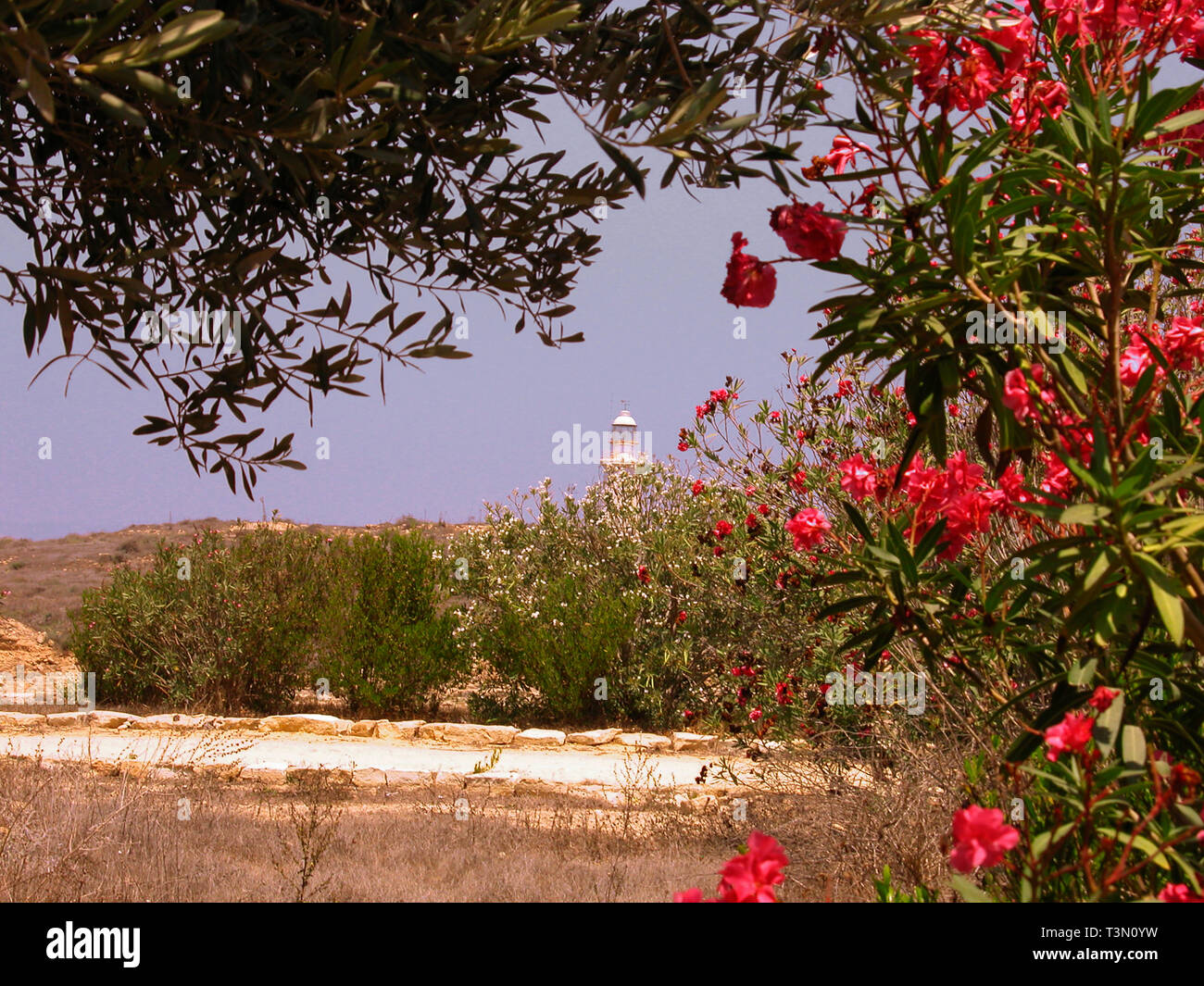 Paphos lighthouse framed by oleander bushes, Paphos, Cyprus Stock Photo ...
