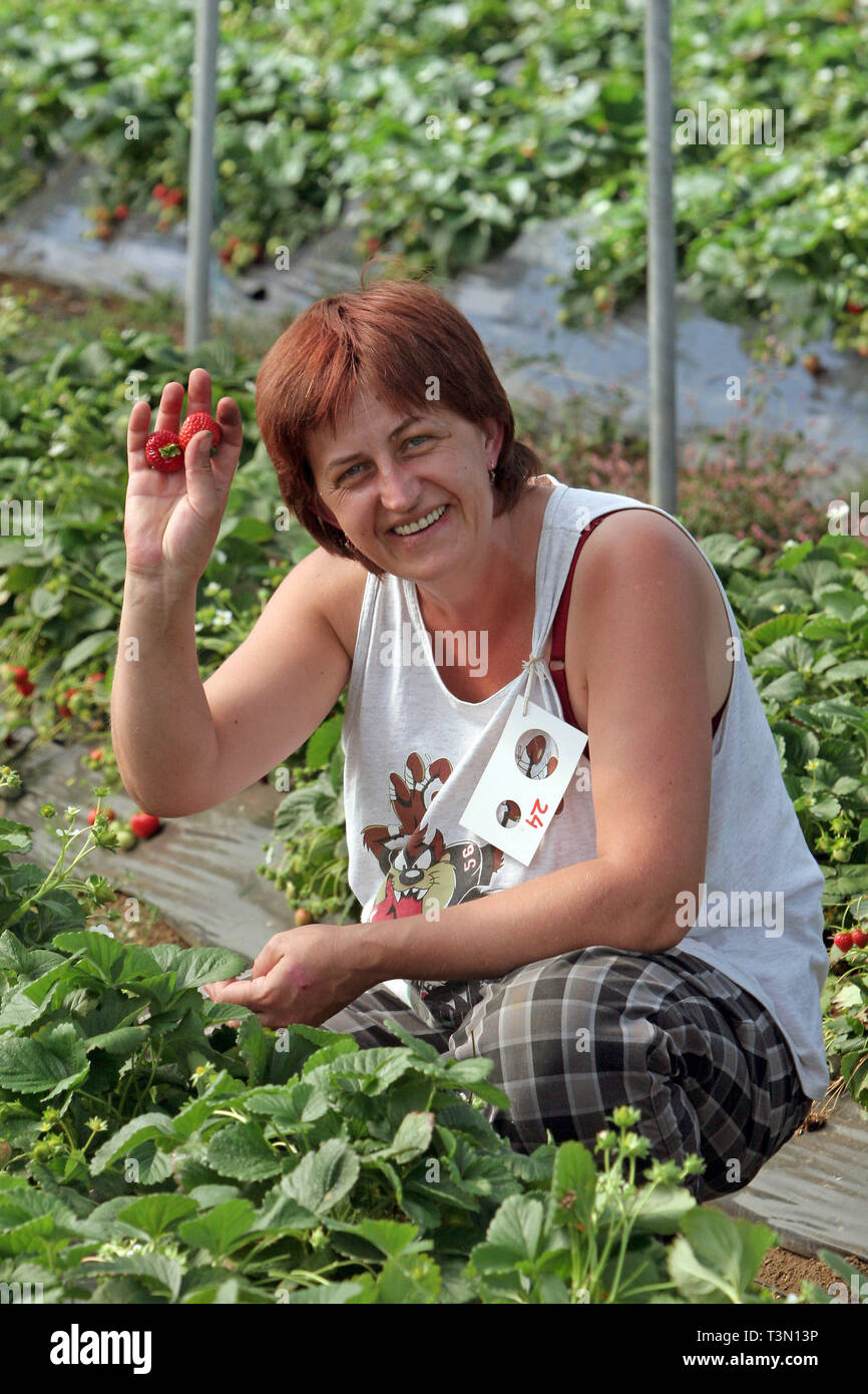 Migrant strawberry picker hi-res stock photography and images - Alamy