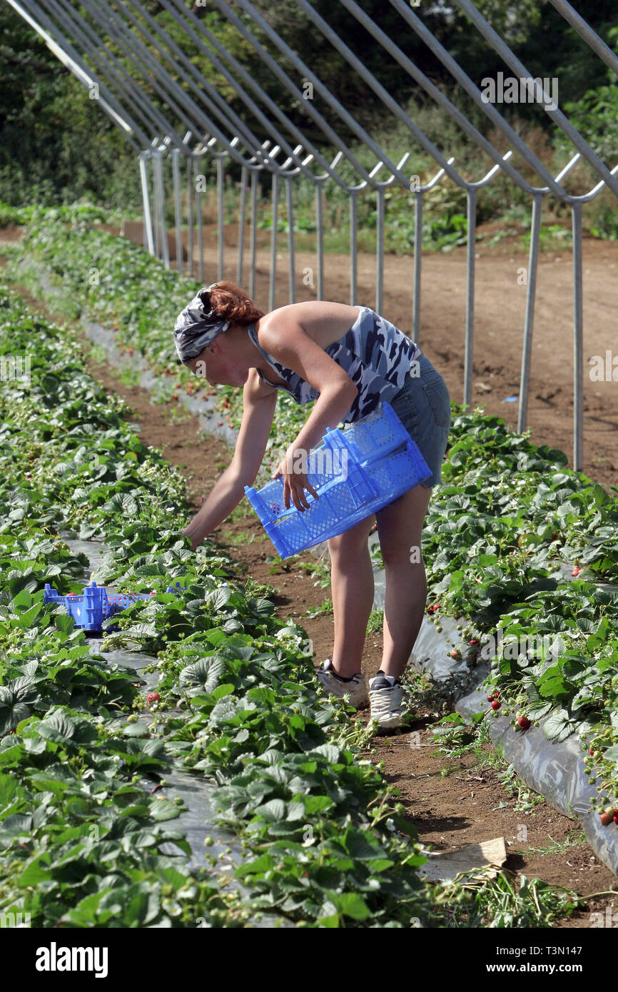 Female farm workers picking strawberries hi-res stock photography and ...