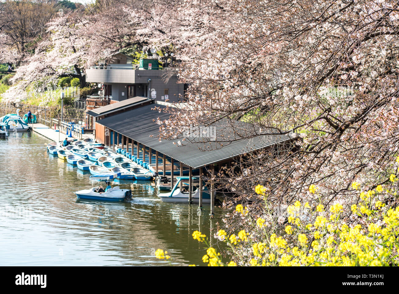 cherry blossom at chidori ga fuchi, tokyo, japan Stock Photo - Alamy