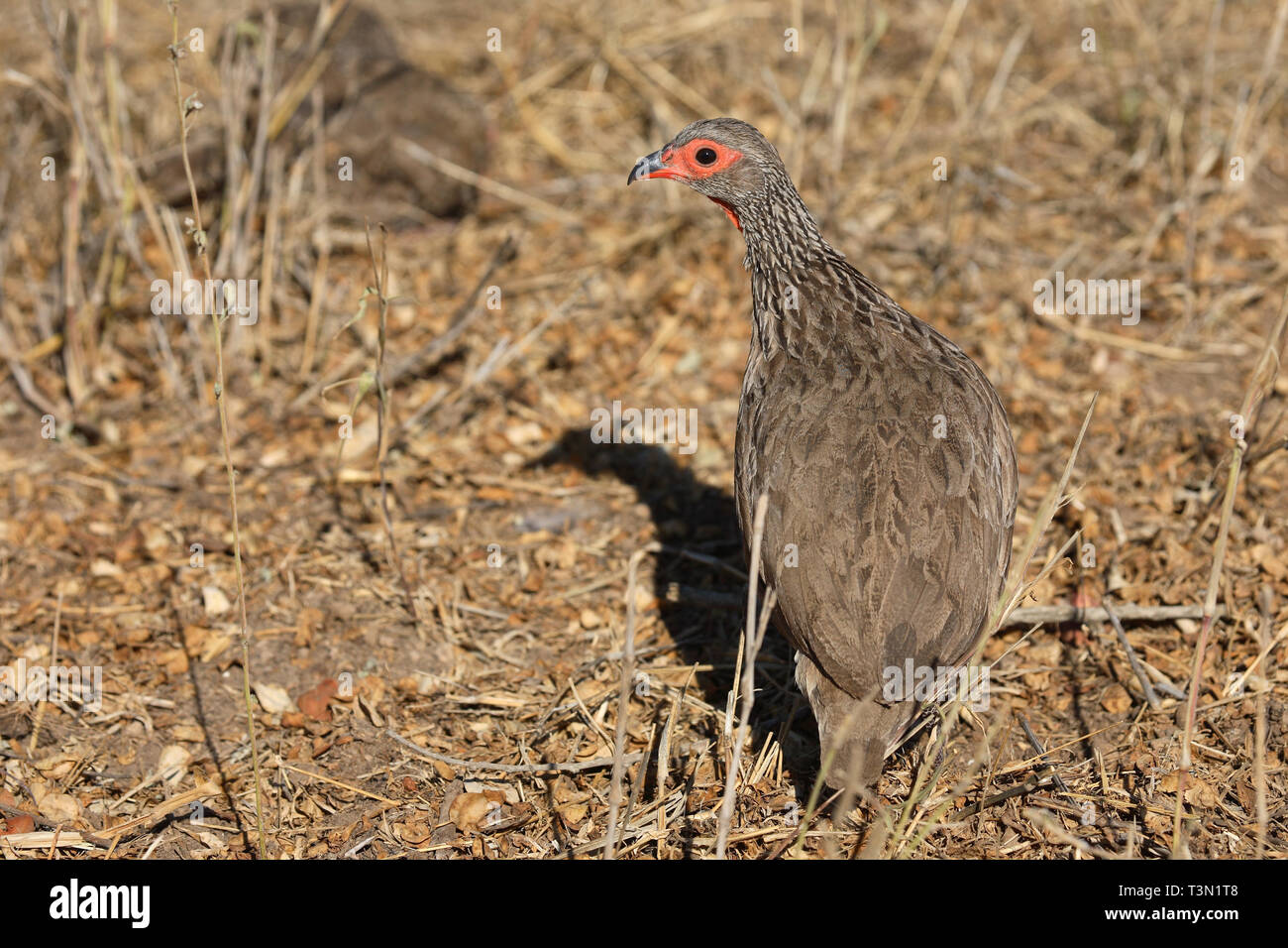 S spurfowl hi-res stock photography and images - Alamy
