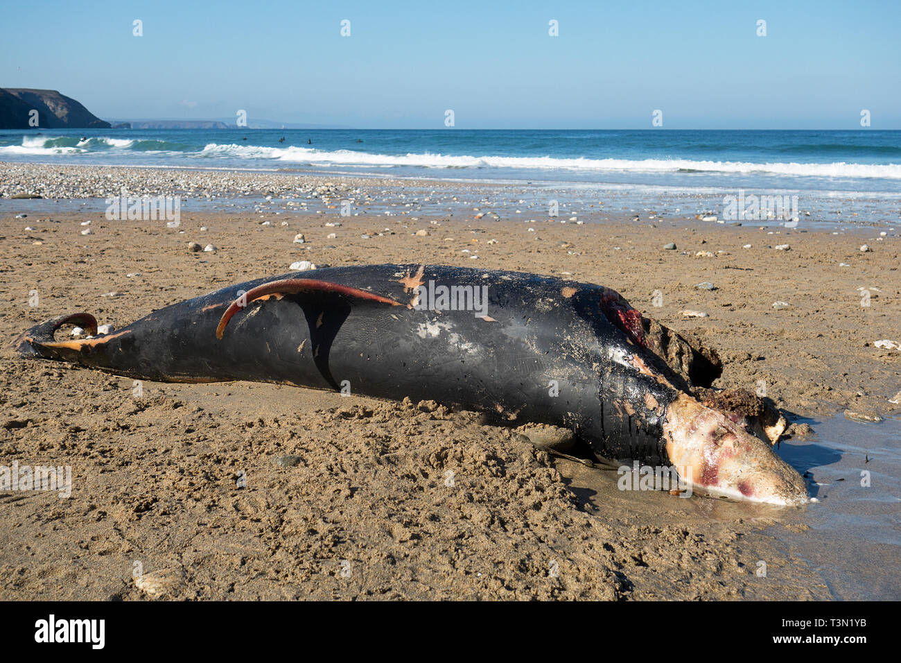 Dead dolphin washed up on the beach at porthtowan, cornwall, england ...