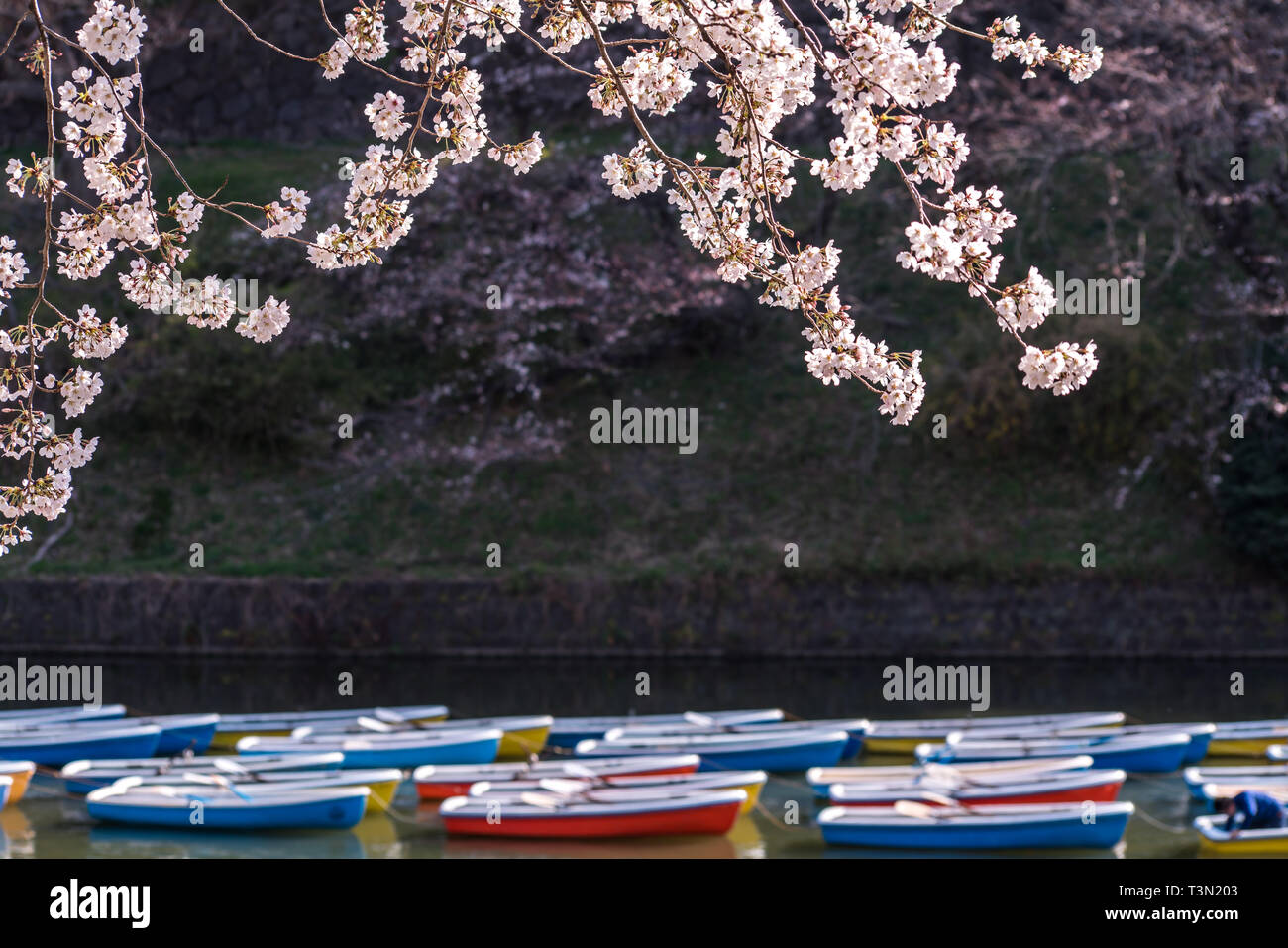 cherry blossom at chidori ga fuchi, tokyo, japan Stock Photo - Alamy