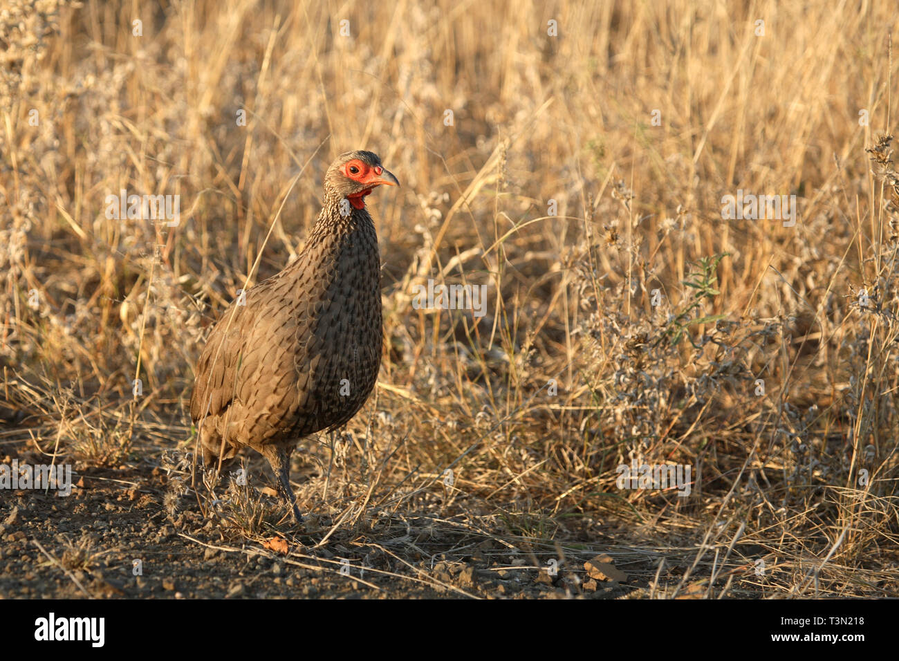Swainsonfrankolin / Swainson´s Francolin or Swainson´s spurfowl ...