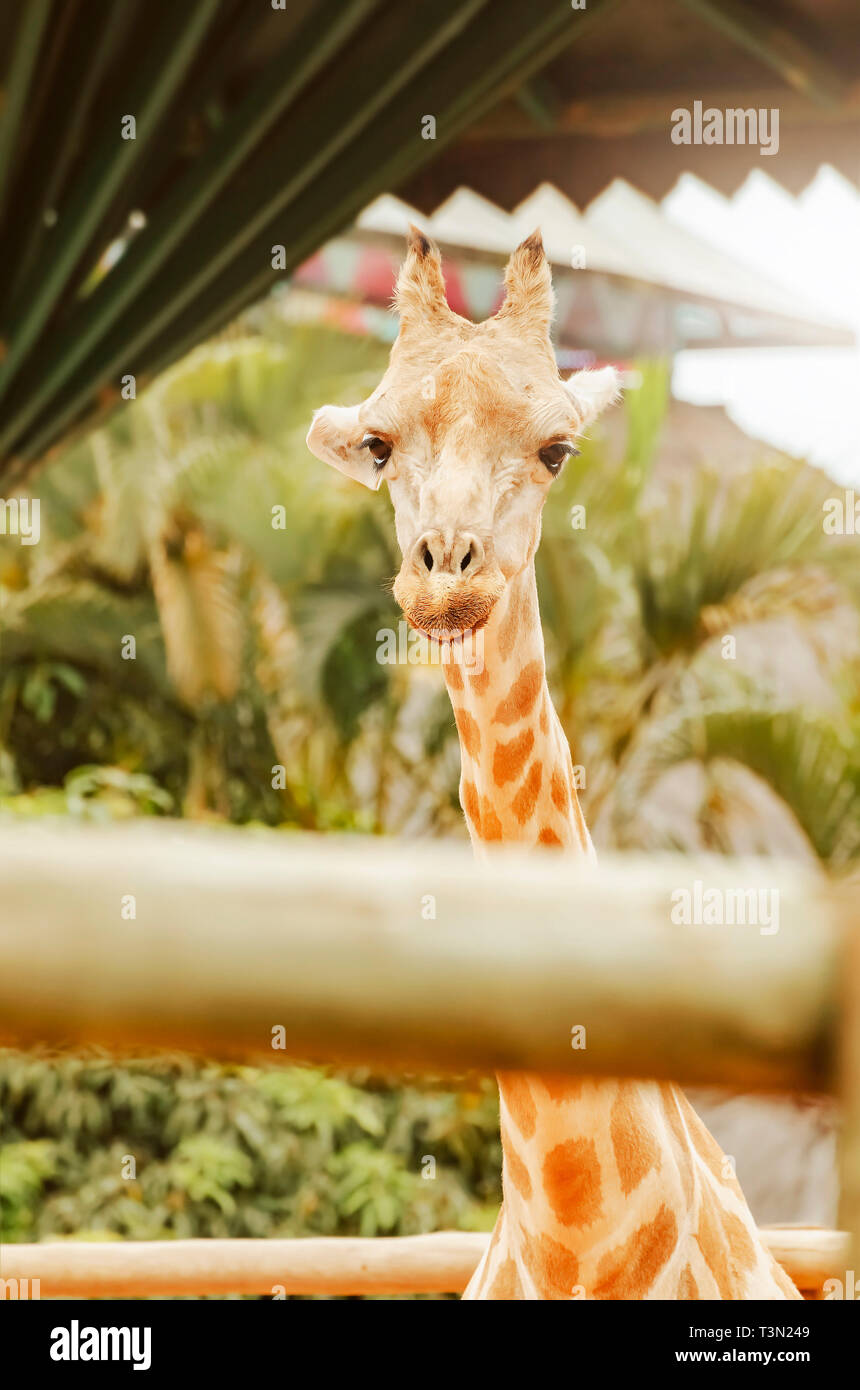 Giraffe behind the fence of a zoo. Beautiful long neck giraffe with ...