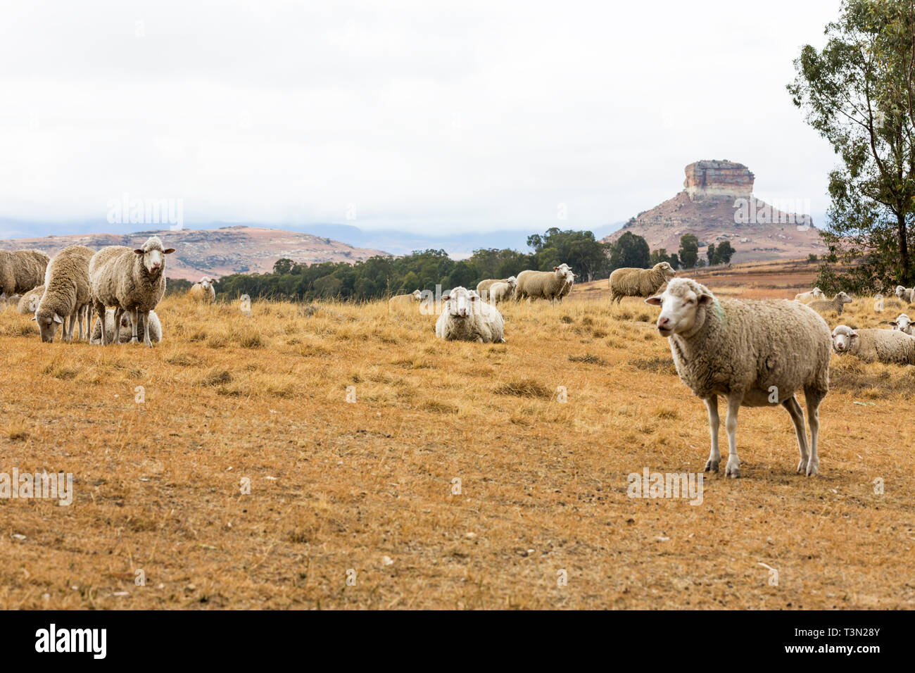 Sheep resting in the veld Stock Photo - Alamy