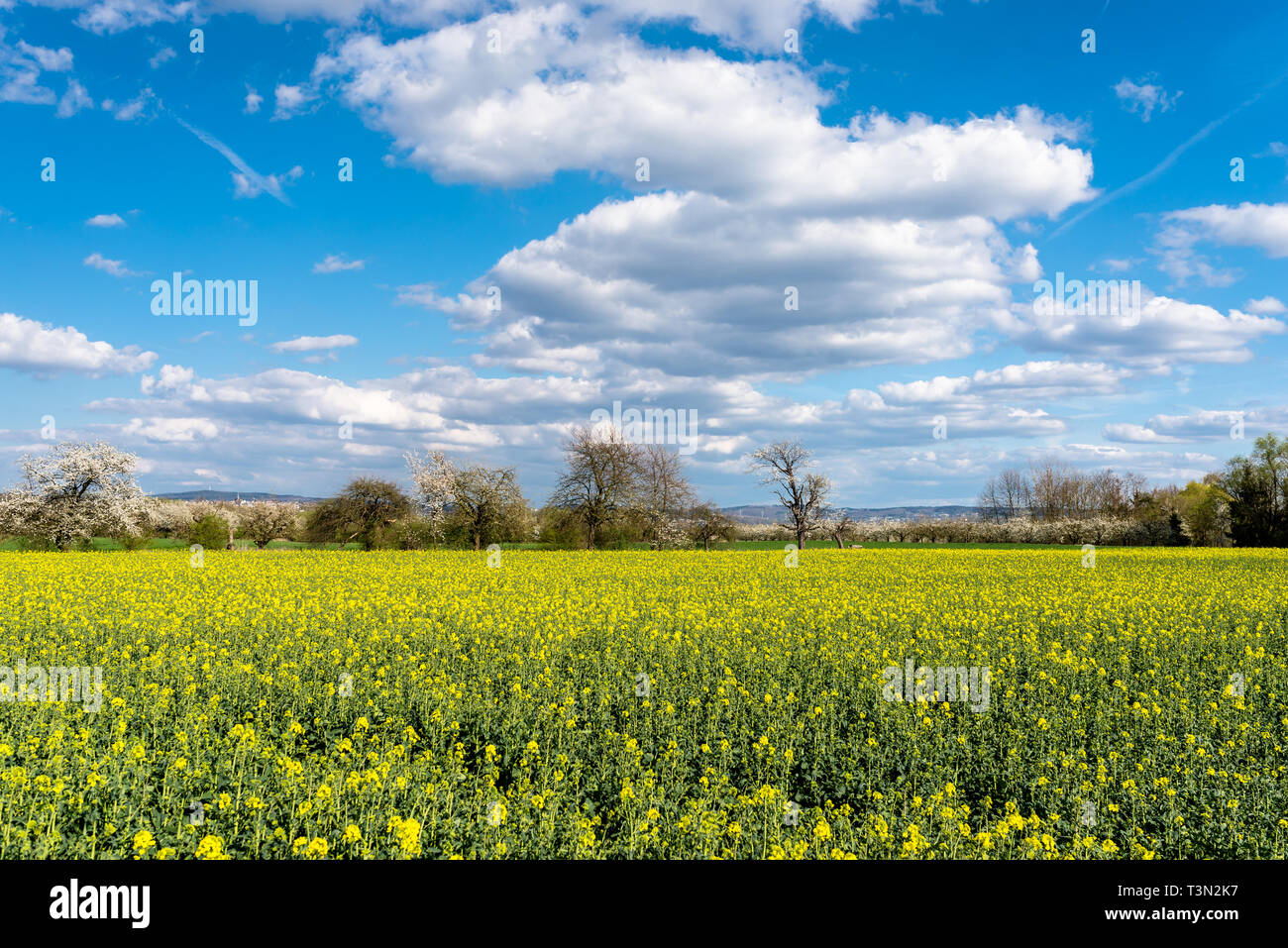 Ripened rapeseed on a field in western Germany, in the background a ...