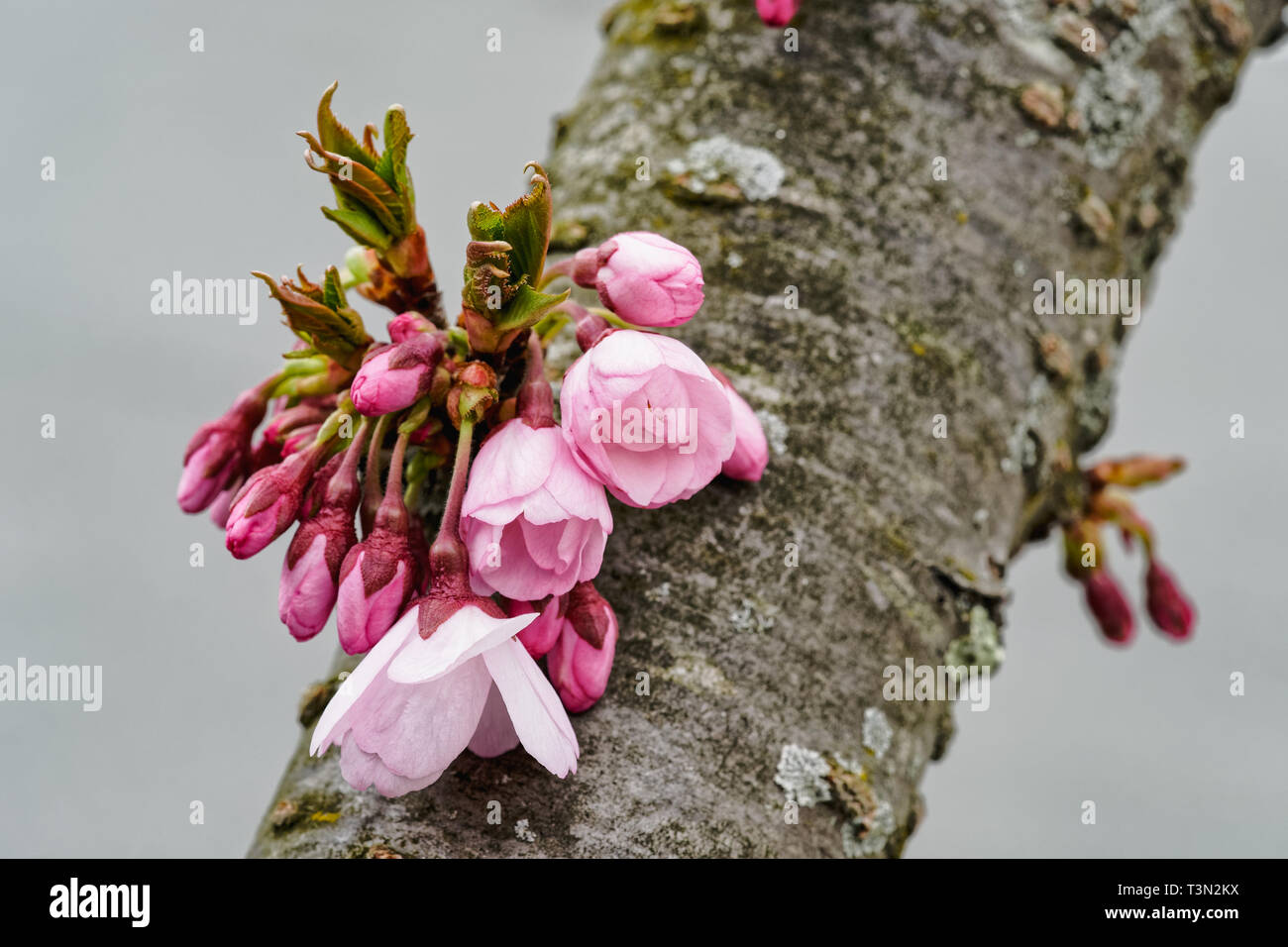 Mono aware hi-res stock photography and images - Alamy