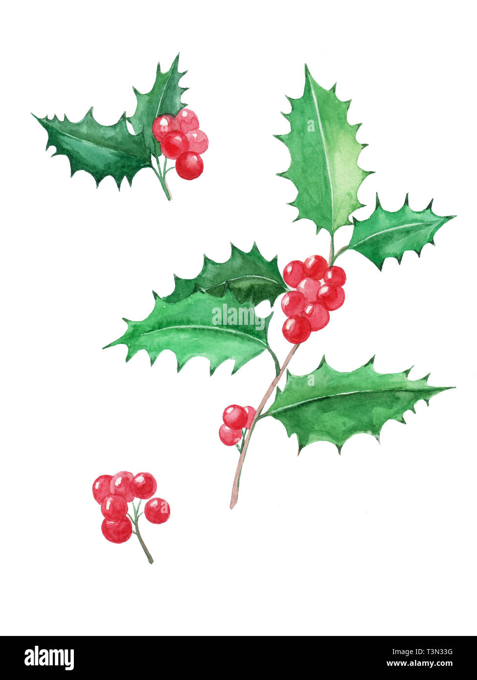 Holly bush Cut Out Stock Images & Pictures - Alamy