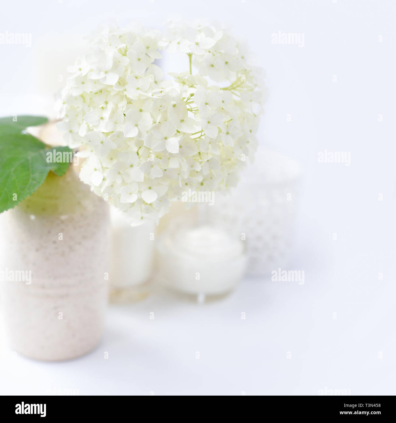 White hydrangea on a white background. Flower background Stock Photo ...