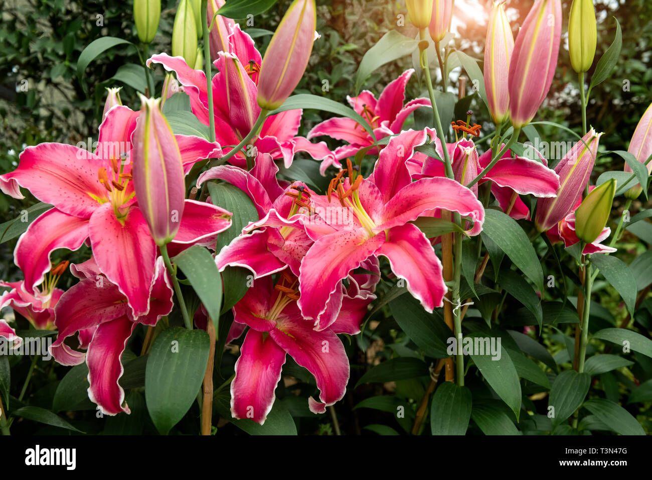 Pink lilies flower plant blooming with sun low lighting Stock Photo - Alamy