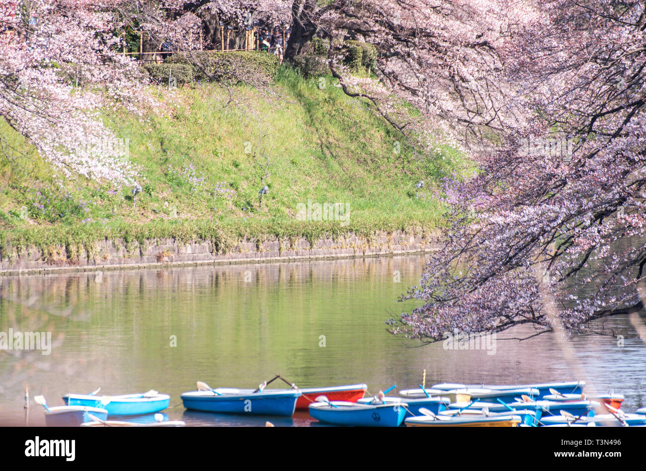 cherry blossom at chidori ga fuchi, tokyo, japan Stock Photo - Alamy