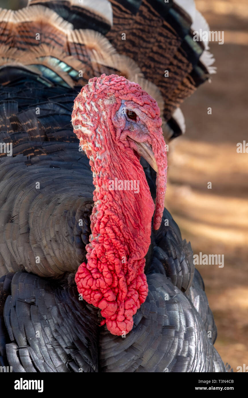 Turkey wandering freely in the grounds at Babylonstoren Farm ...