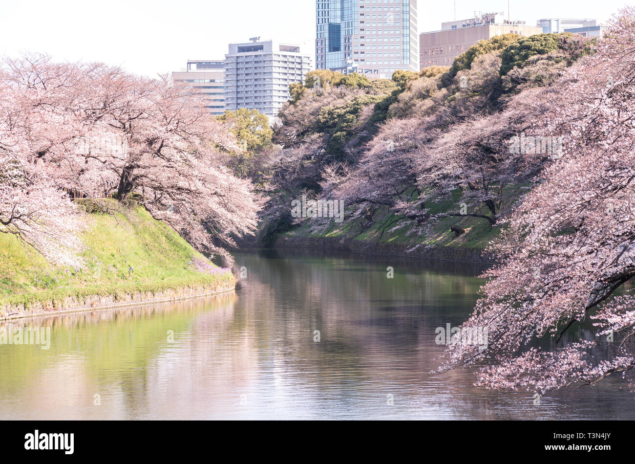cherry blossom at chidori ga fuchi, tokyo, japan Stock Photo - Alamy