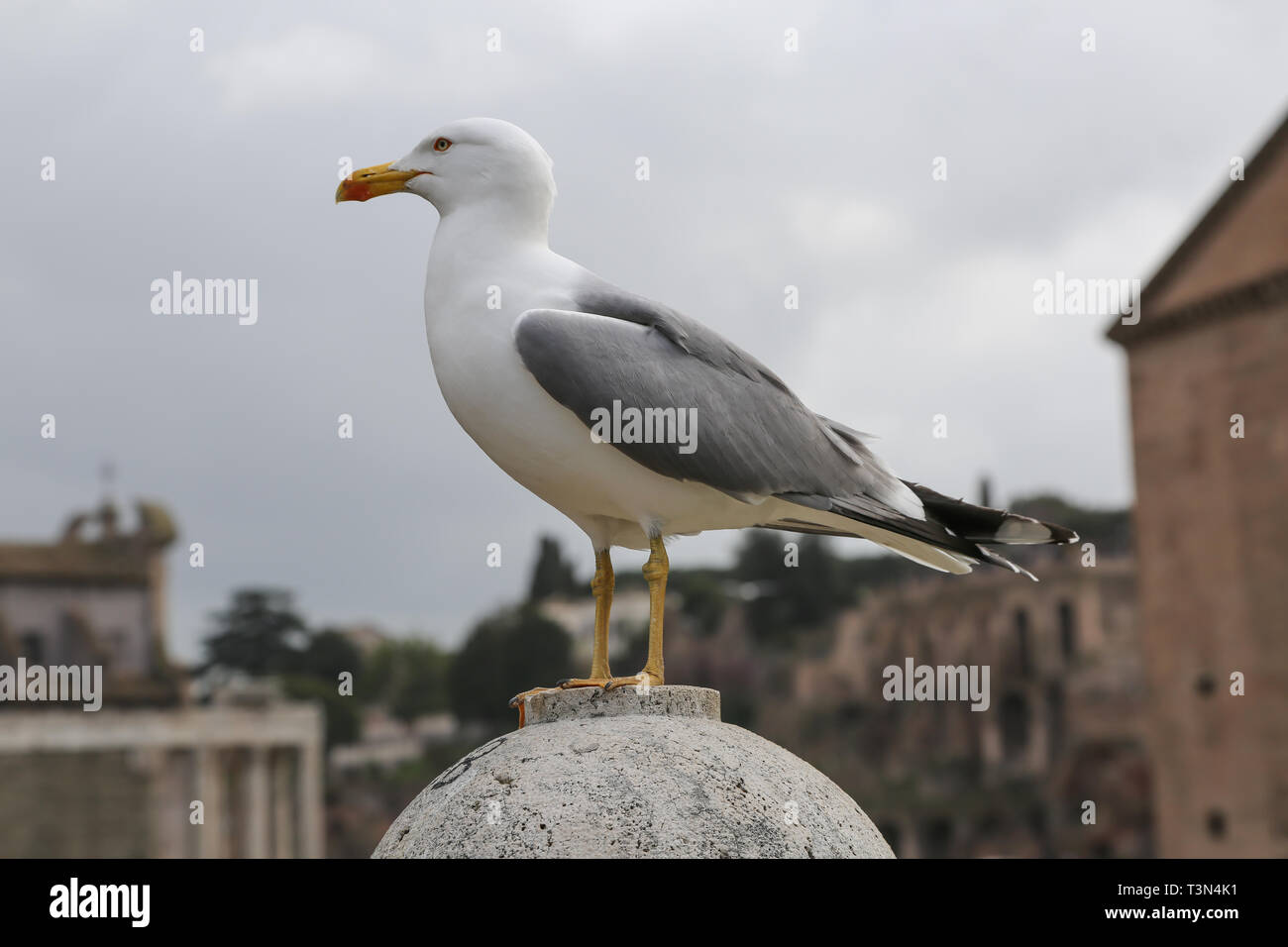 A general view of a seagull in the centre of Rome, Italy Stock Photo ...