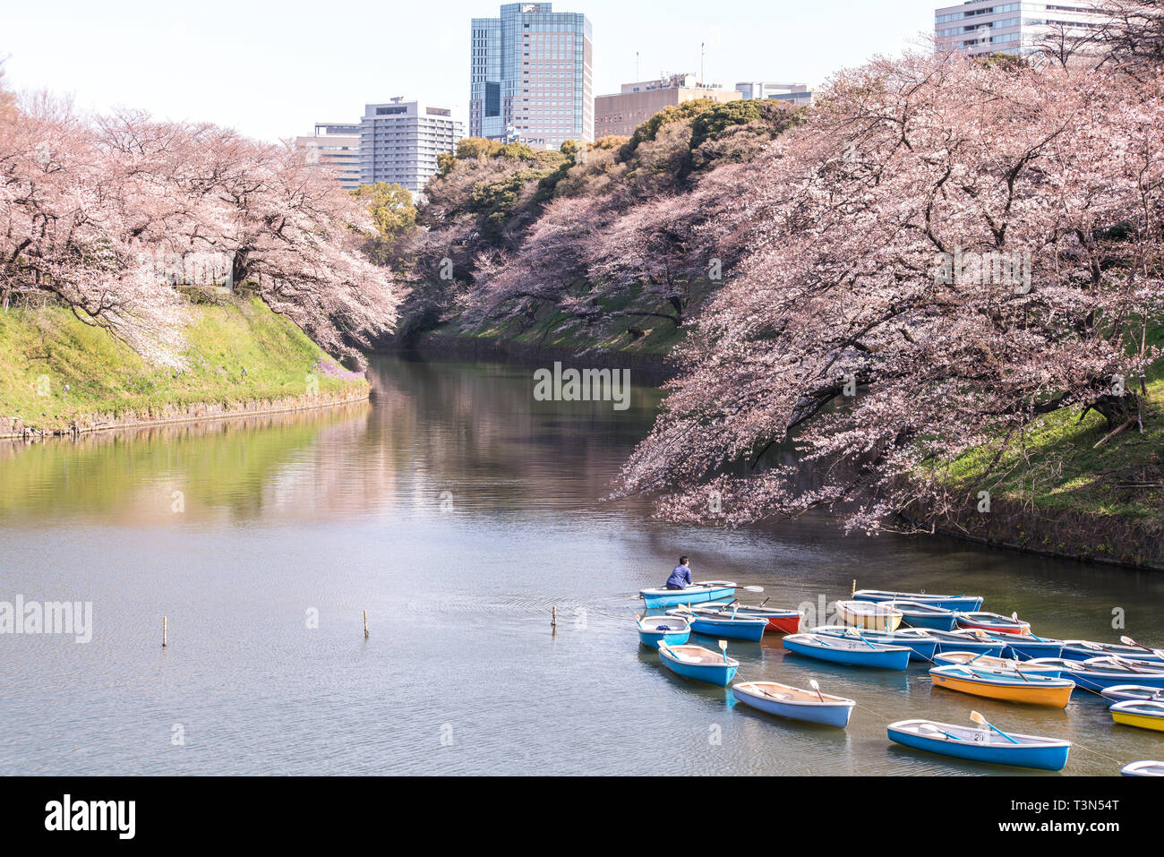 cherry blossom at chidori ga fuchi, tokyo, japan Stock Photo - Alamy