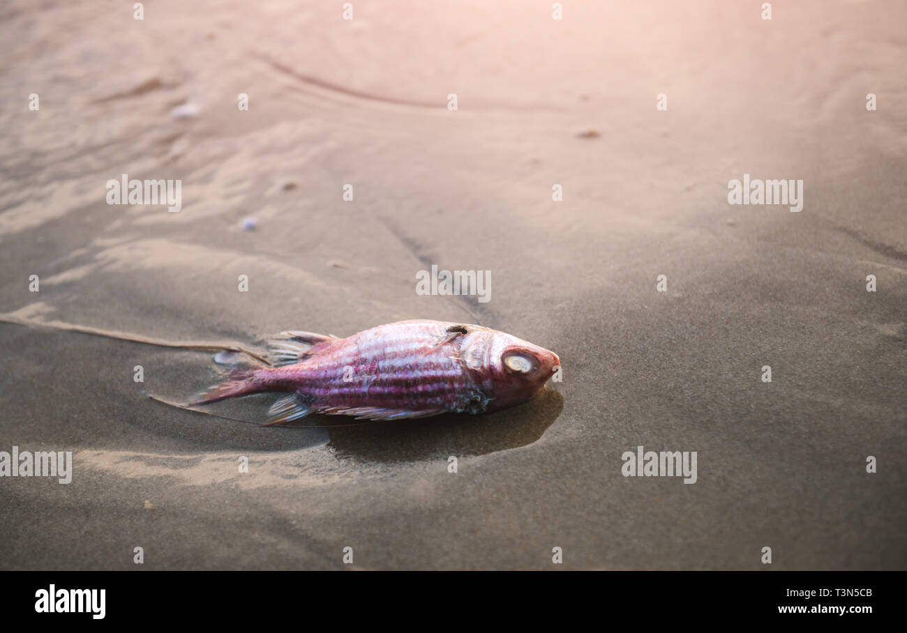 Red tide dead fish hi-res stock photography and images - Alamy